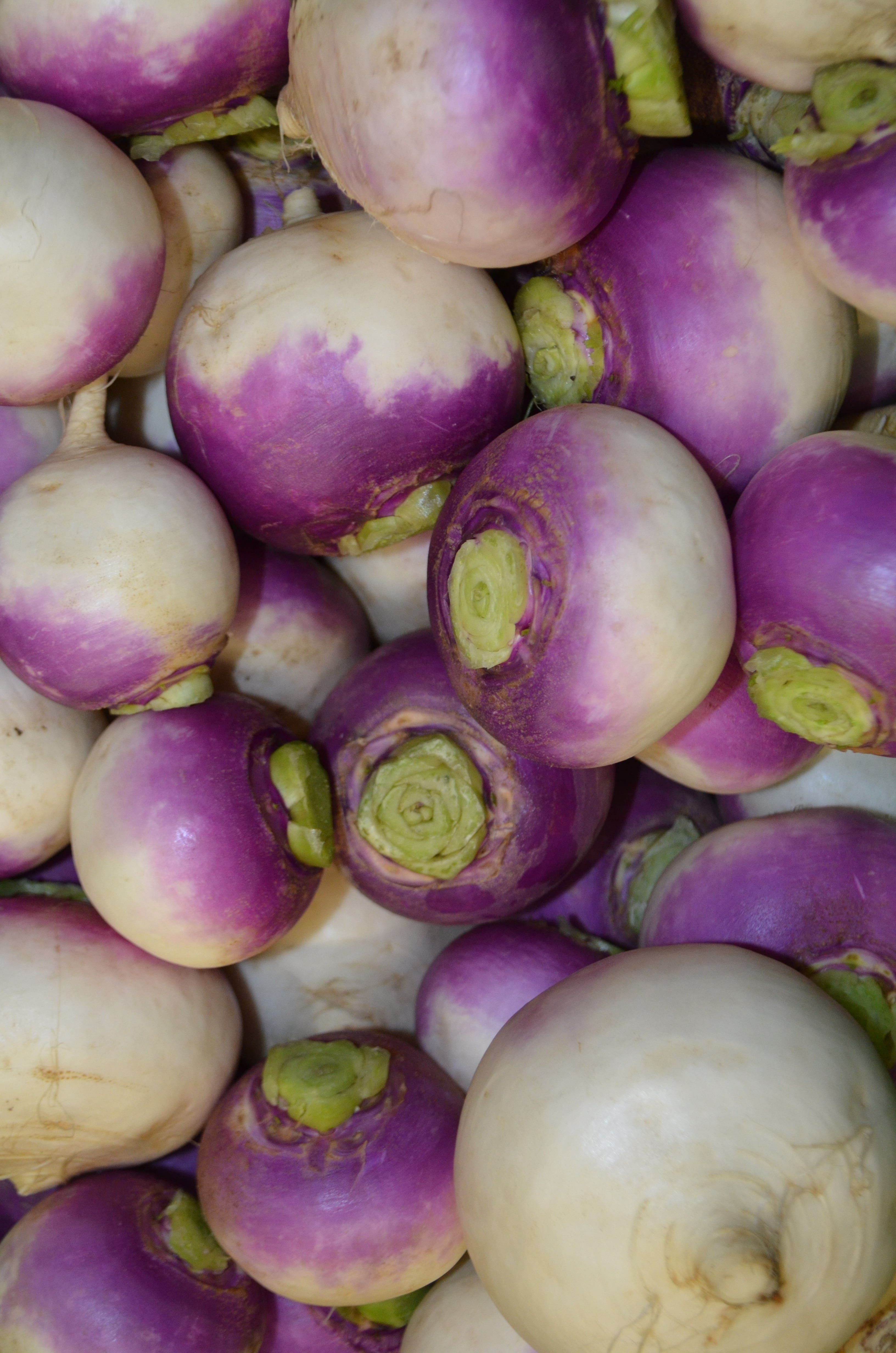 Navet - Ferme Pulvermühle