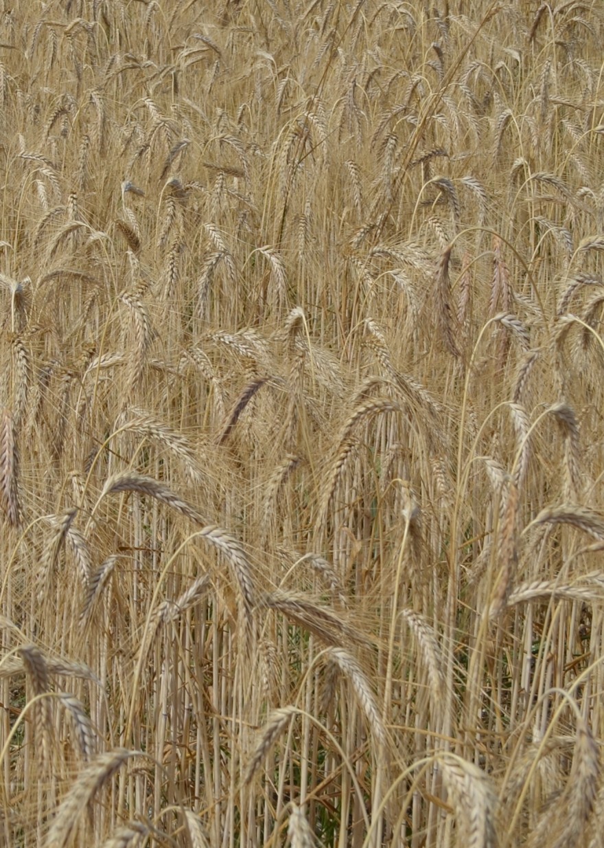 Triticale - Ferme Pulvermühle